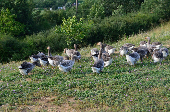 ducks in france