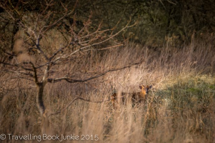 Thorpe Forest: A Luxury Woodland Retreat in Norfolk