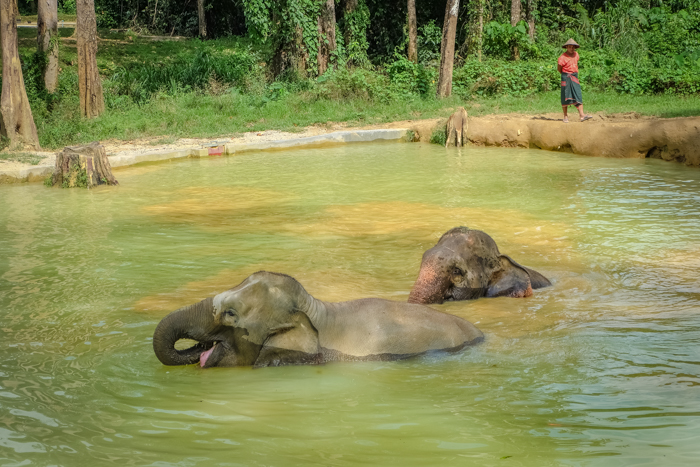Elephants swimming in the watering pool
