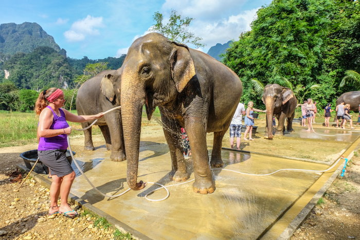 Elephant cleaning time